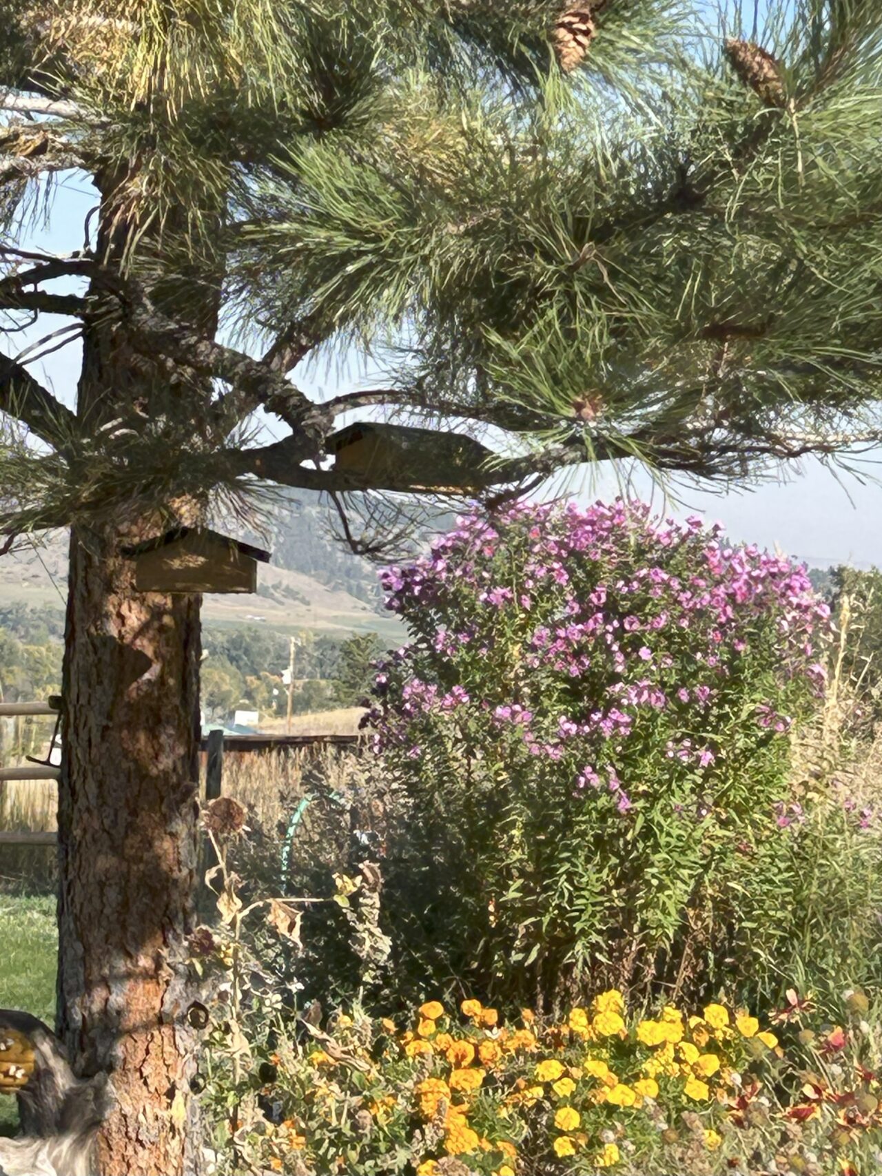 Fall Is Falling - Gail Cushman